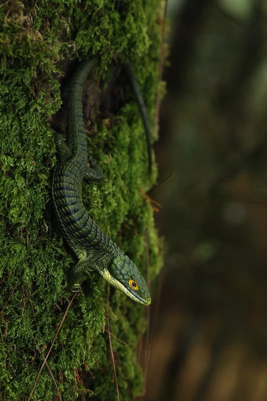 Abronia Lizards | Captive-Bred Graminea, Taeniata & More — Expert Care ...