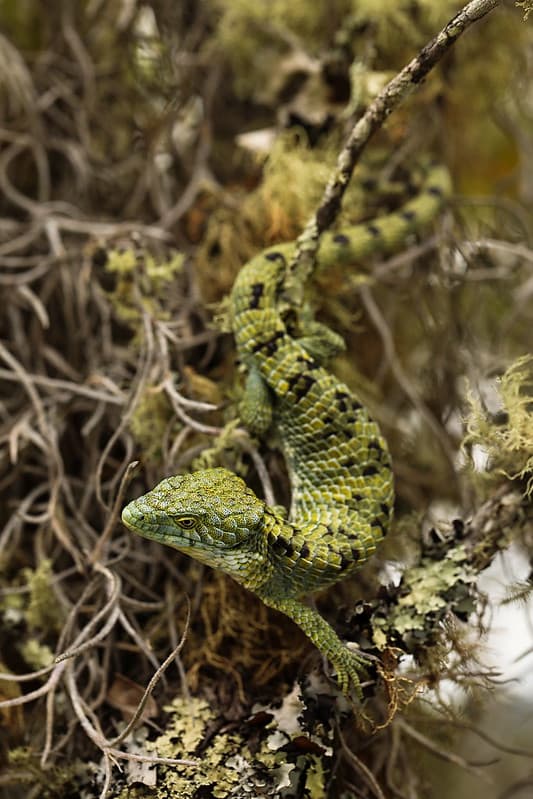 Abronia Lizards | Captive-Bred Graminea, Taeniata & More — Expert Care ...